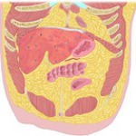 Abdomen Coronal 2