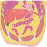 Abdomen Coronal 3