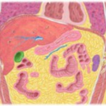 Abdomen Coronal 4