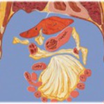 Peritoneal Cavity Abdomen Coronal 3