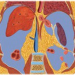 Peritoneal Cavity Abdomen Coronal 7