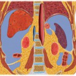 Peritoneal Cavity Abdomen Coronal 8