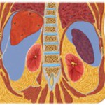 Peritoneal Cavity Abdomen Coronal 9
