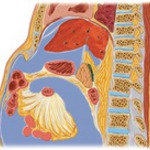 Peritoneal Cavity Pelvis Sagittal 6