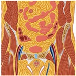 Male Pelvis Coronal 2