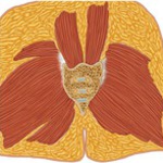 Male Pelvis Coronal 10