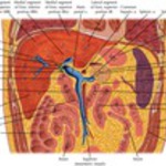 Abdomen Coronal 8