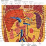 Abdomen Coronal 10