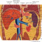 Abdomen Coronal 11