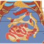 Peritoneal Cavity Abdomen Coronal 2