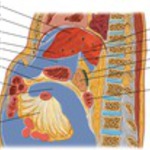 Peritoneal Cavity Pelvis Sagittal 6