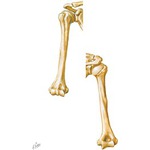 Anterior and Posterior Views of Humerus