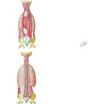 Muscles of Back: Intermediate and Deep Layers