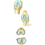 Knee: Interior View and Cruciate and Collateral Ligaments