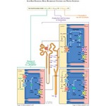 Acid-Base Balance: Renal Bicarbonate Synthesis and Proton Excretion