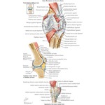 Knee: Posterior and Sagittal Views
