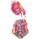 Ileocecal Region and Iliac Vessels