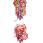 Arteries and Veins of Colon and Rectum
