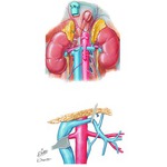 Aortic Relationships With Retroperitoneum and Left Renal Vein