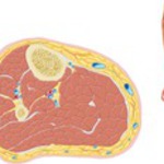 Cross-Sectional Leg Anatomy, Below Knee