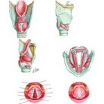 Views of Larynx