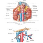 Aortic Relationships With Retroperitoneum and Left Renal Vein