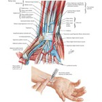 Arrangement of Tendons, Vessels, and Nerves at the Wrist