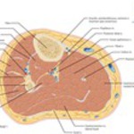 Cross-Sectional Leg Anatomy, Below Knee