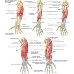 Individual Muscles of Forearm: Flexors and Extensors