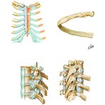 Ribs and Associated Joints