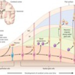 Neurogenesis and Cell Migration in the Developing Neocortex