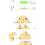 Neurobiology of Epilepsy (Continued)