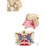 Anatomic Relationships of the Hypothalamus