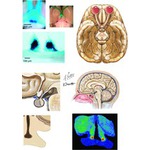 Visual Inputs to the Hypothalamus