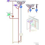 Cerebellar Cortical and Corticonuclear Circuitry (Continued)