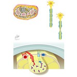 Chronic Nerve Compression