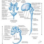 Formation of the Brain