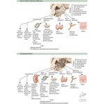 Effects of Severe Anterior Pituitary Deficiency and Panhypopituitarism