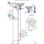 Cerebellar Cortical and Corticonuclear Circuitry (Continued)