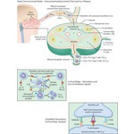 MS Pathophysiology (Continued)