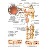 Autonomic Innervation of the Eye