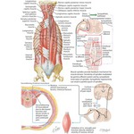 Myofascial Factors in Low Back Pain