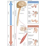 Primary Motor Neuron Disease