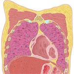 Soft Tissue and Lung Coronal 4