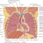 Soft Tissue and Lung Coronal 12