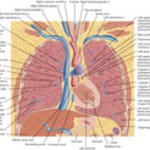 Soft Tissue and Lung Coronal 14