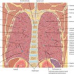 Soft Tissue and Lung Coronal 30