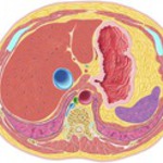 Cisterna Chyli/Thoracic Duct Axial 1
