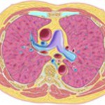 Cisterna Chyli/Thoracic Duct Axial 3