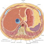 Cisterna Chyli/Thoracic Duct Axial 1